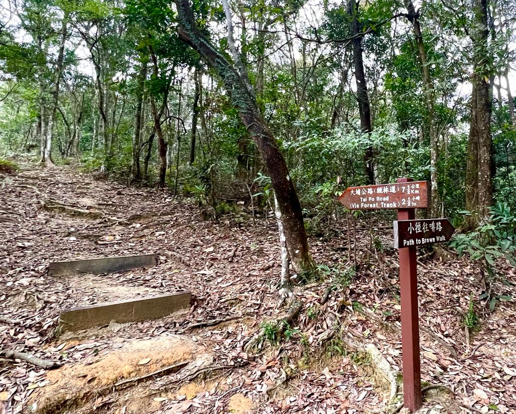 Hong Kong Fun in 18 Districts - Tai Po Kau Nature Reserve