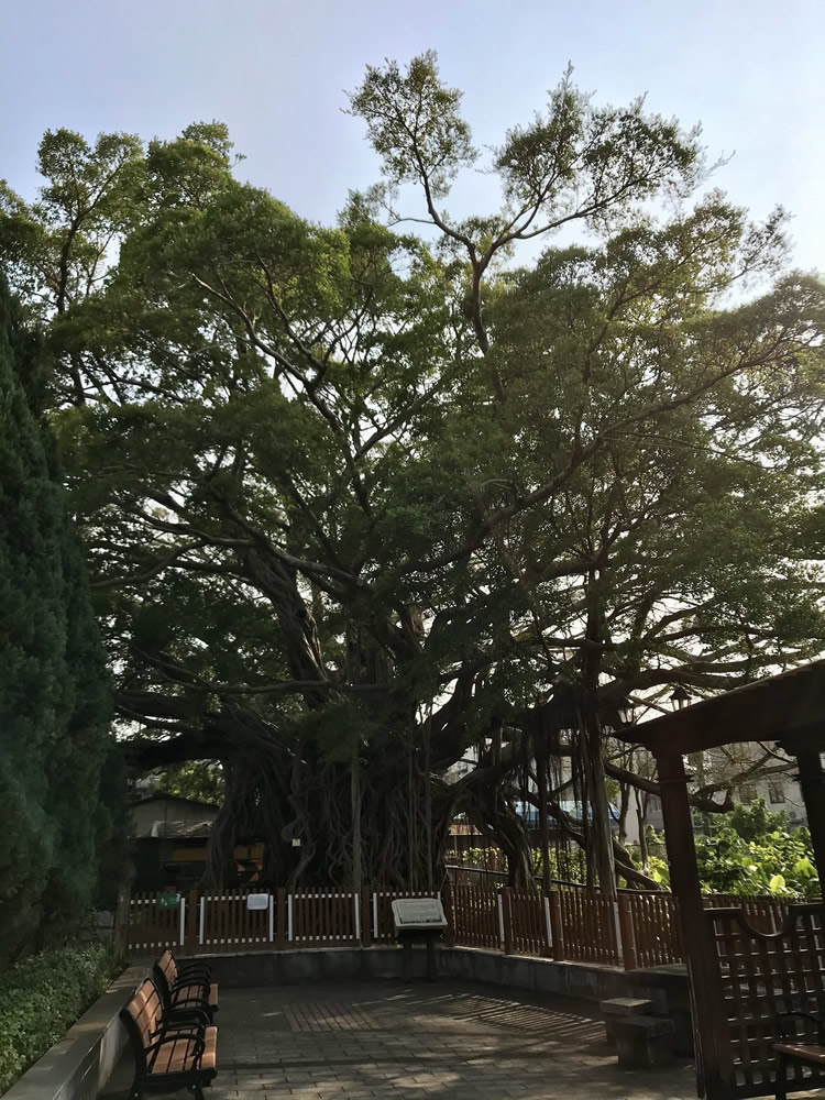 Hong Kong Fun in 18 Districts - Kam Tin Tree House